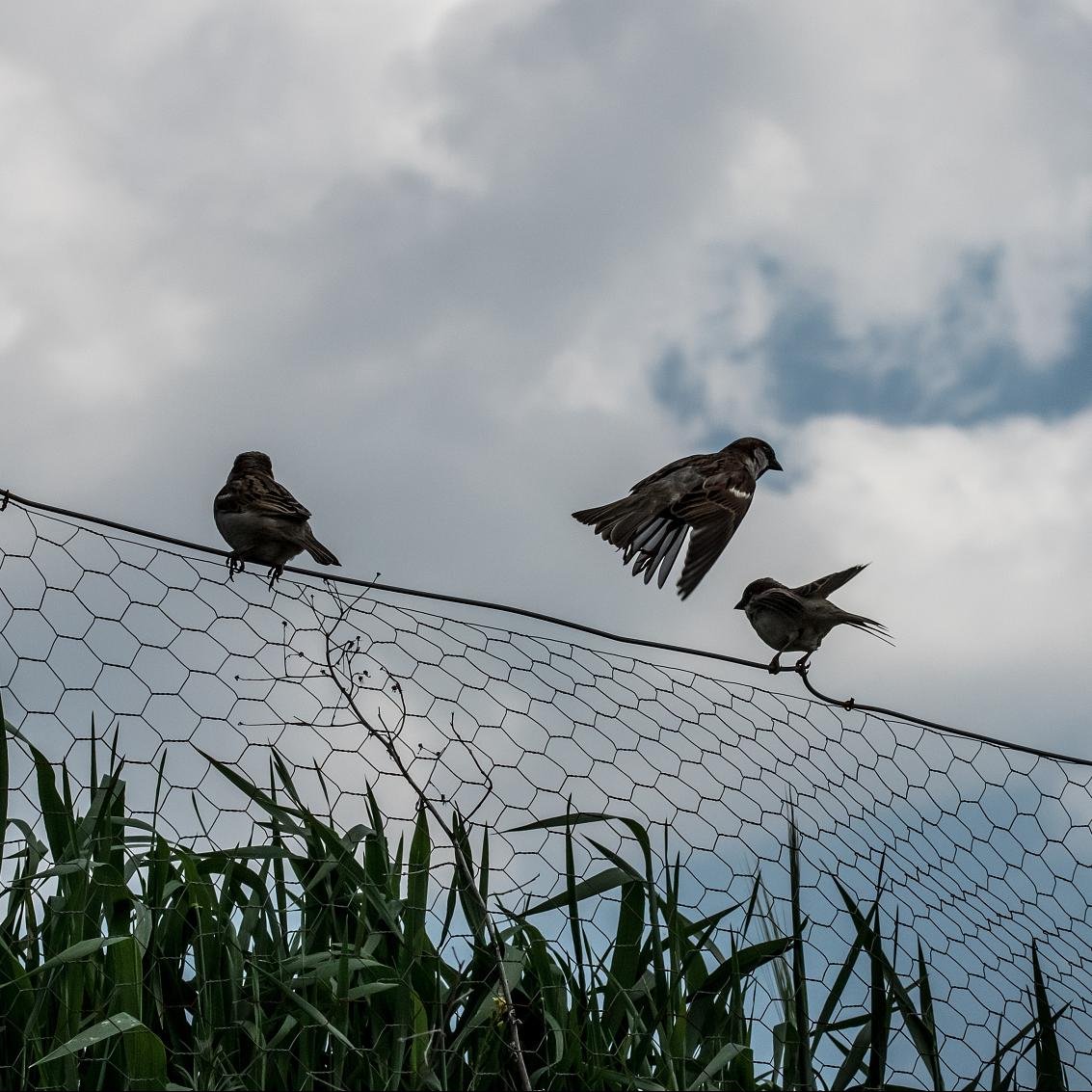 Comprehensive Guide to Bird Netting: Protecting Crops the Smart Way